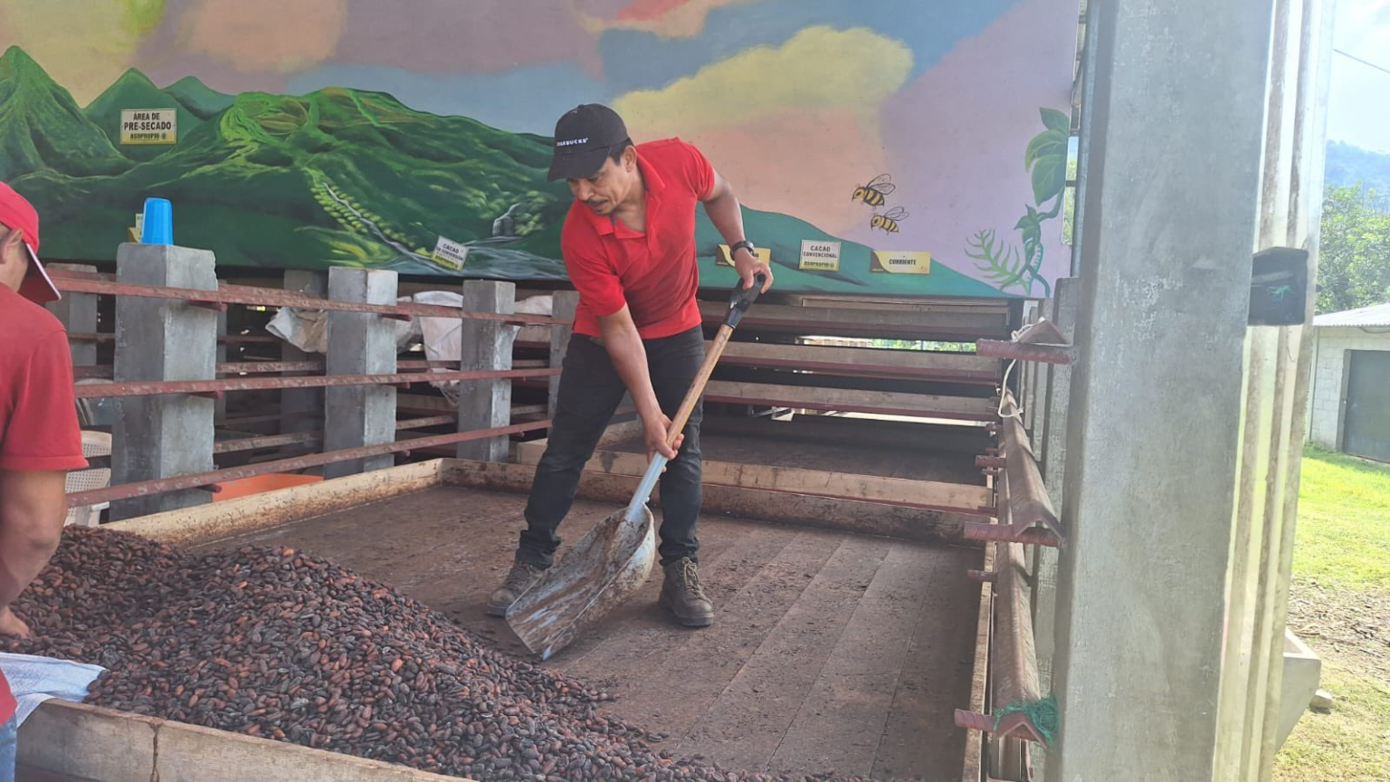 Alcanza Honduras precio récord en tonelada de cacao - ahn.hn